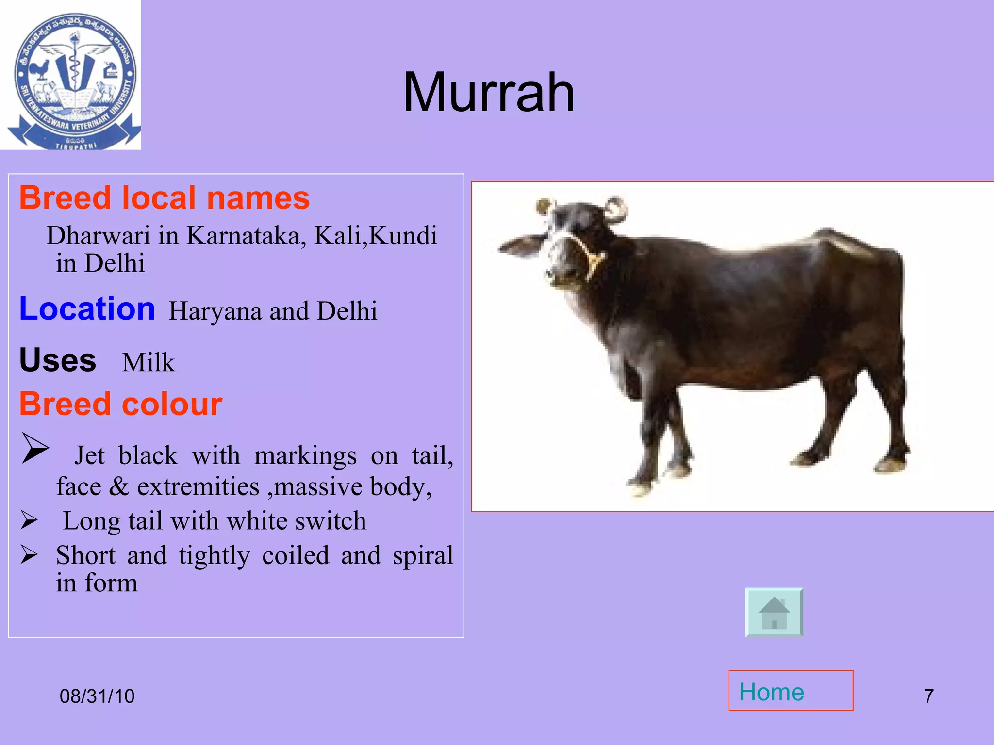 Buffalo breeds 1 | PPT