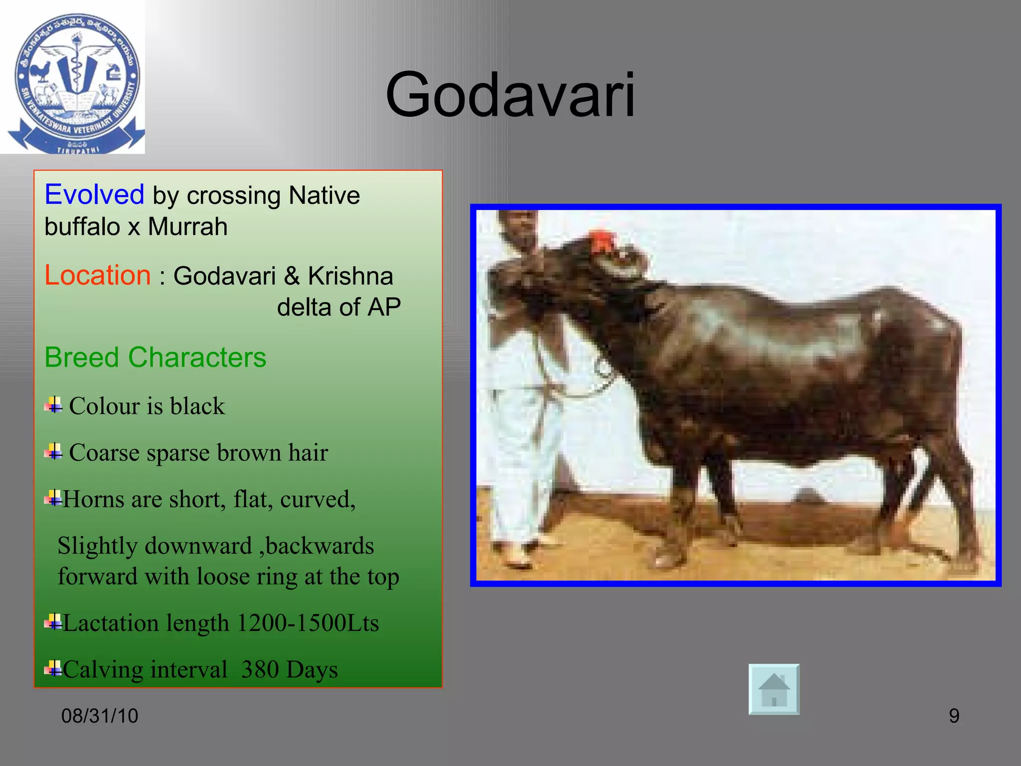 Buffalo breeds 1 | PPT