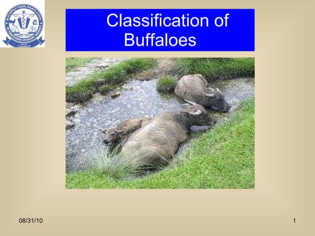 Buffalo breeds 1 | PPT