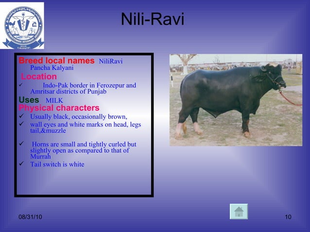 Buffalo breeds 1 | PPT