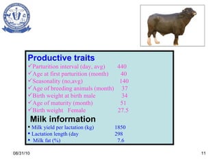 Buffalo breeds 1 | PPT