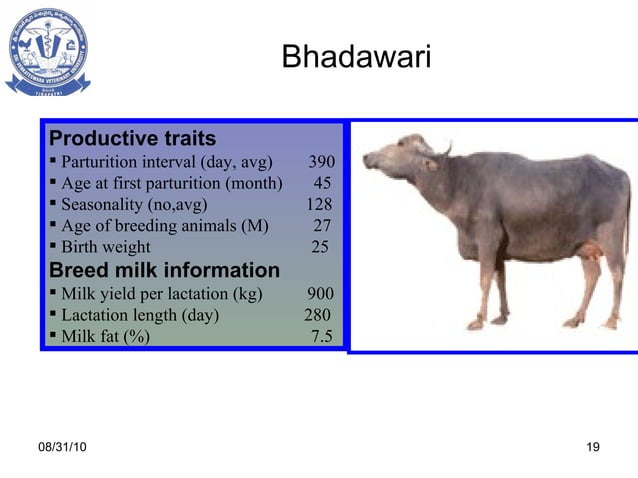 Buffalo breeds 1 | PPT