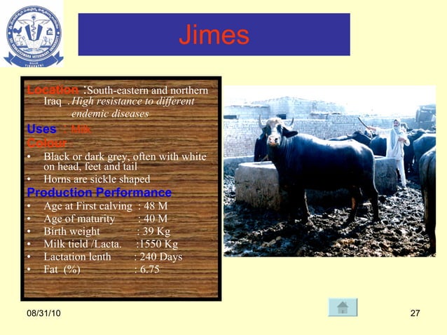 Buffalo breeds 1 | PPT