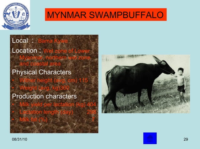 Buffalo breeds 1 | PPT