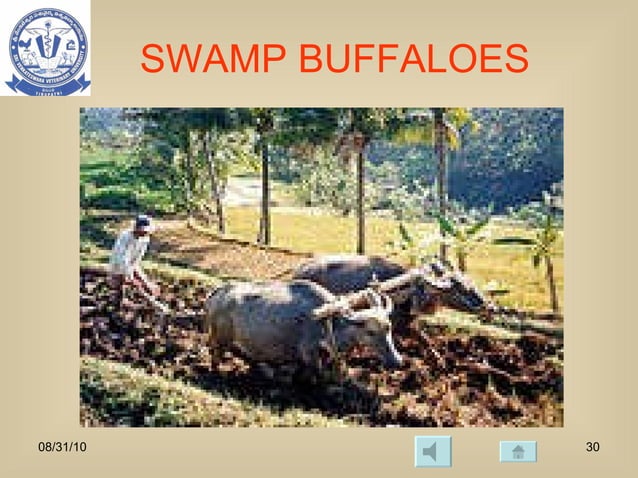 Buffalo breeds 1 | PPT