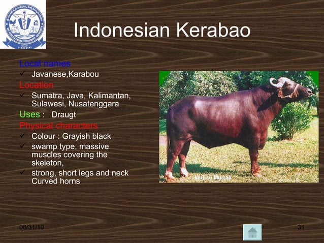 Buffalo breeds 1 | PPT