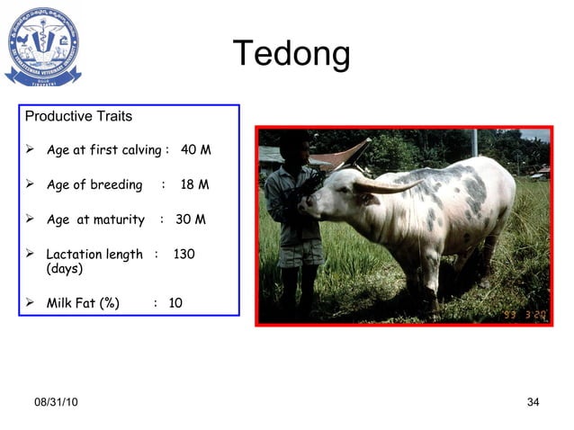 Buffalo breeds 1 | PPT