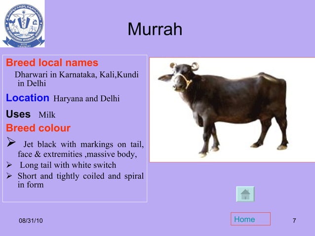 Buffalo breeds 1 | PPT