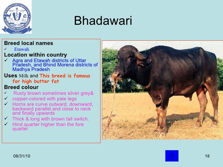Bhadawari - Alchetron, The Free Social Encyclopedia