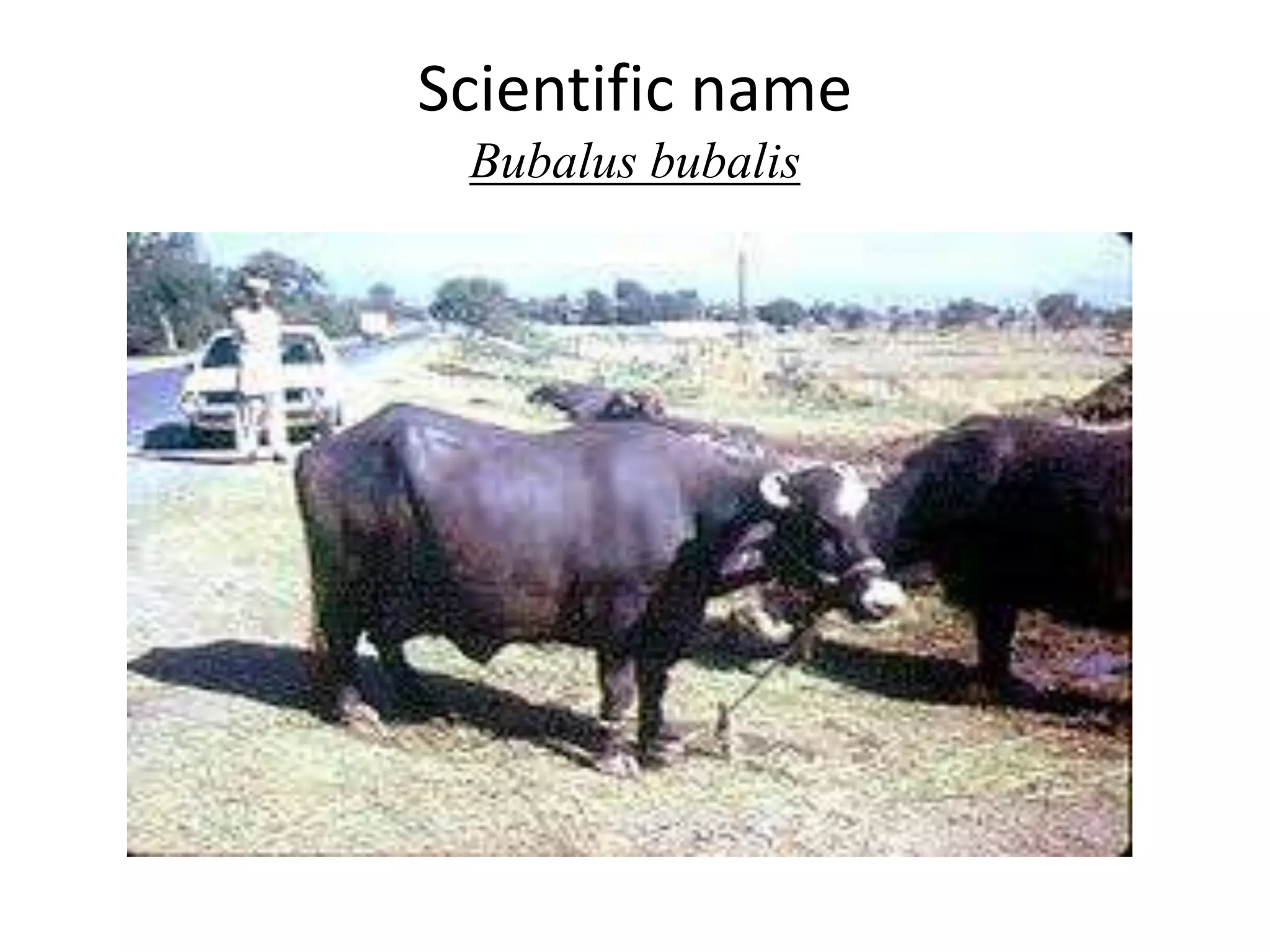 Buffalo breeds | PPTX
