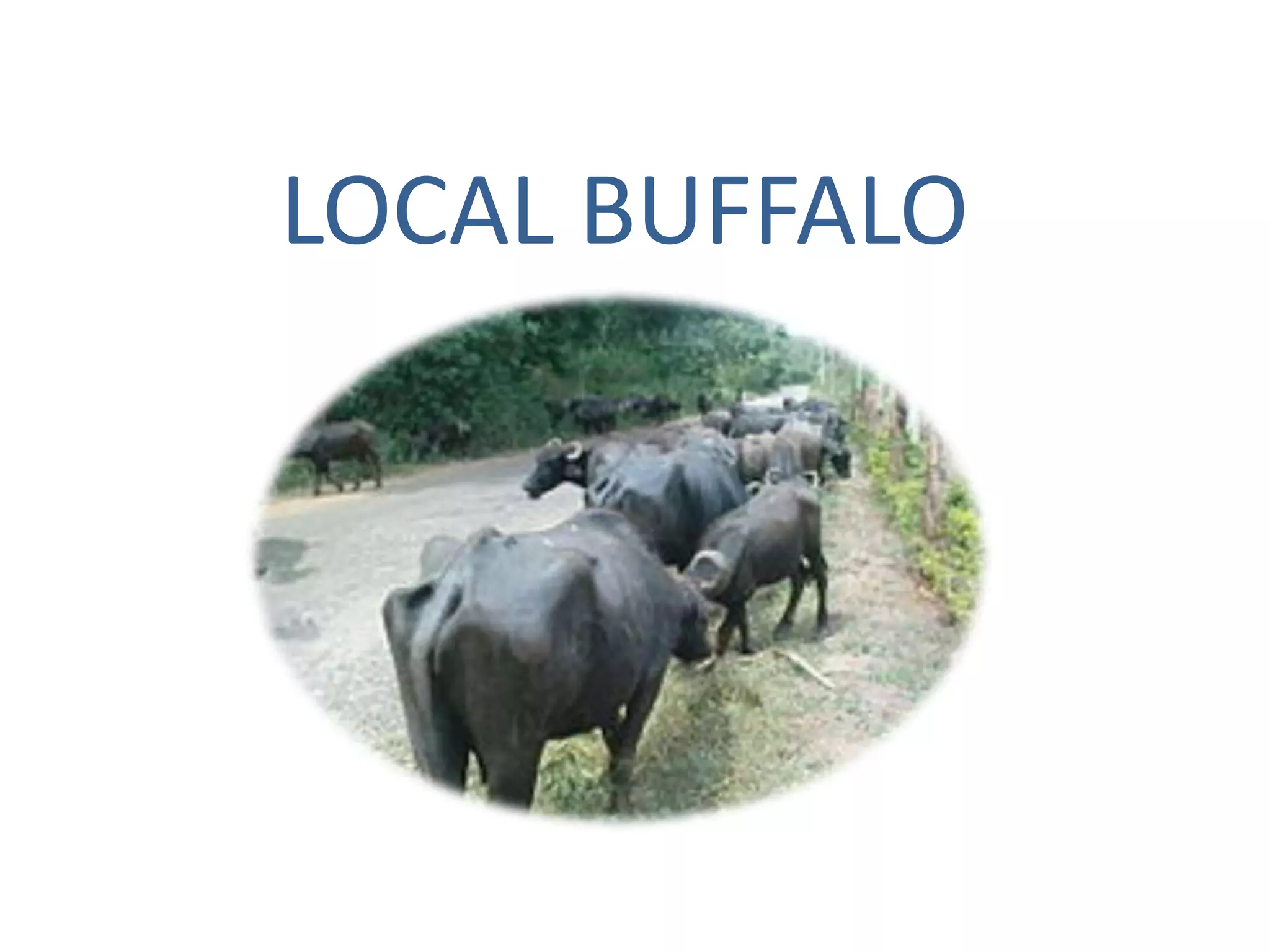Buffalo breeds | PPTX