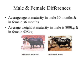 Buffalo breeds | PPTX