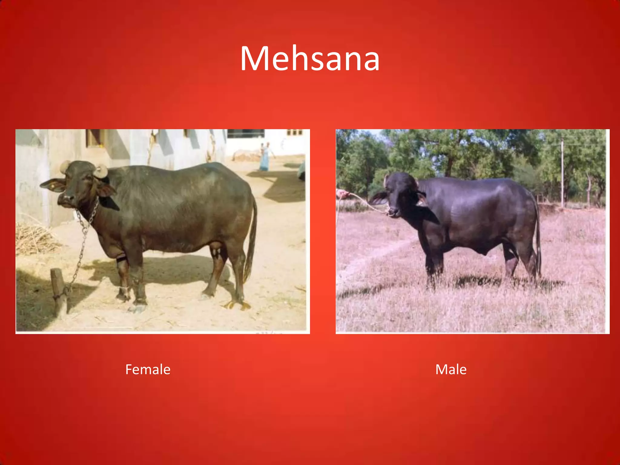 Buffalo breeds of india | PPTX