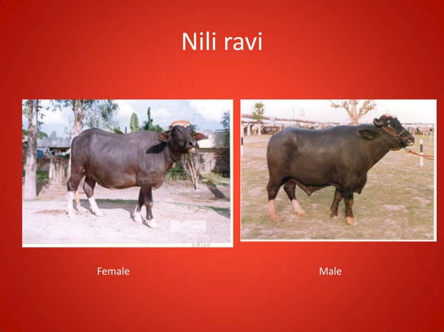 Buffalo breeds of india | PPTX | Large Animals | Pets