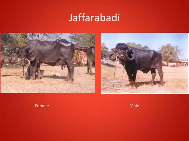 Buffalo breeds of india | PPTX | Large Animals | Pets