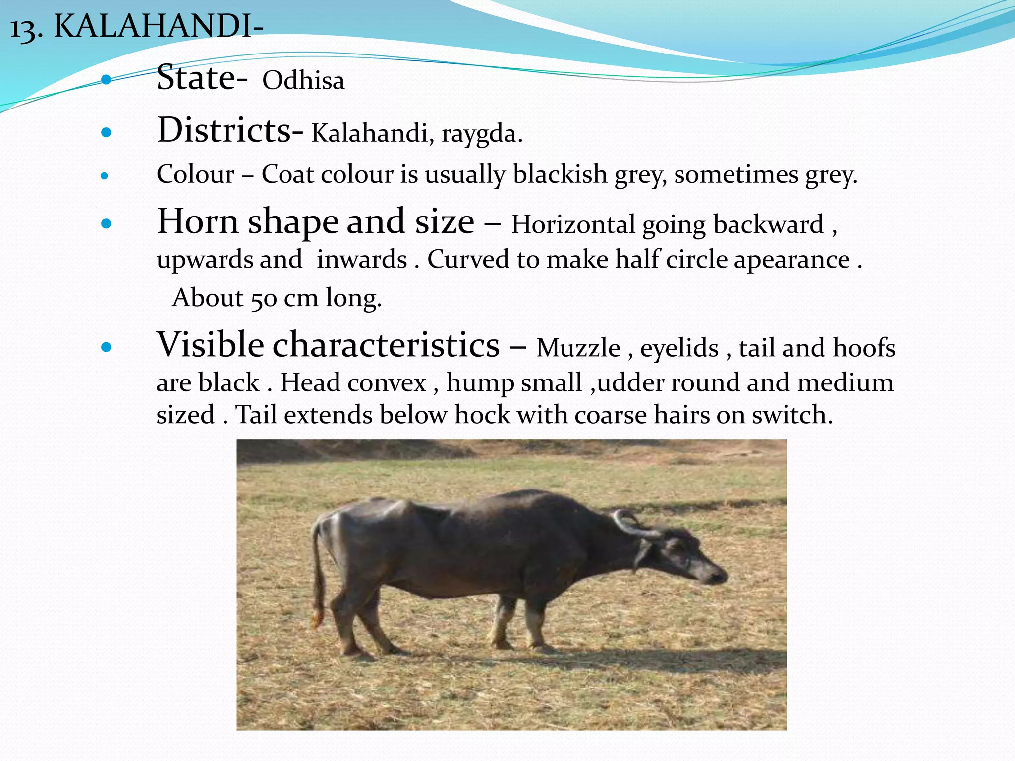 Buffalo breeds in india by sudarshan mahala | PPTX
