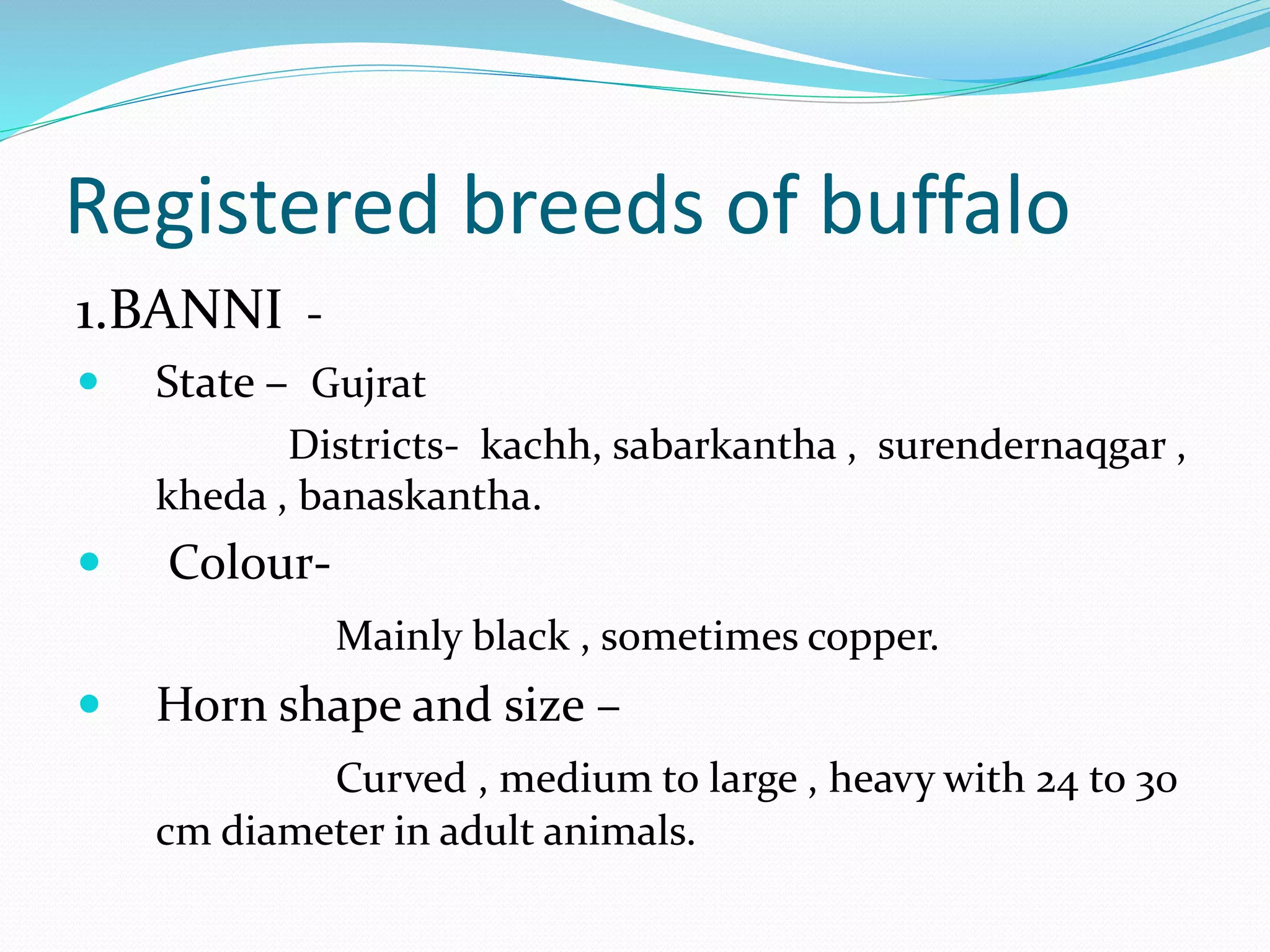 Buffalo breeds in india by sudarshan mahala | PPTX