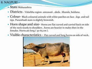 Buffalo breeds in india by sudarshan mahala | PPTX