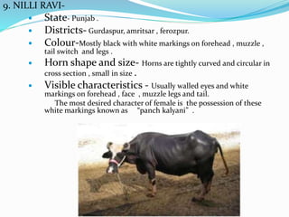 Buffalo breeds in india by sudarshan mahala | PPTX