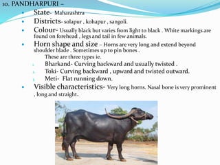 Buffalo breeds in india by sudarshan mahala | PPTX