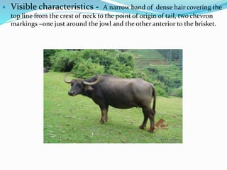 Buffalo breeds in india by sudarshan mahala | PPTX