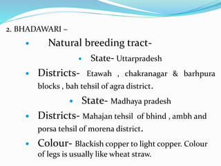 Buffalo breeds in india by sudarshan mahala | PPTX