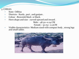 Buffalo breeds in india by sudarshan mahala | PPTX