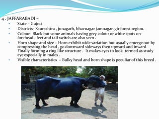 Buffalo breeds in india by sudarshan mahala | PPTX