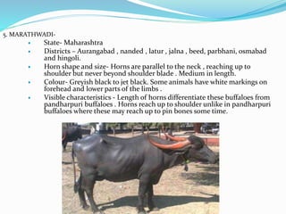 Buffalo breeds in india by sudarshan mahala | PPTX
