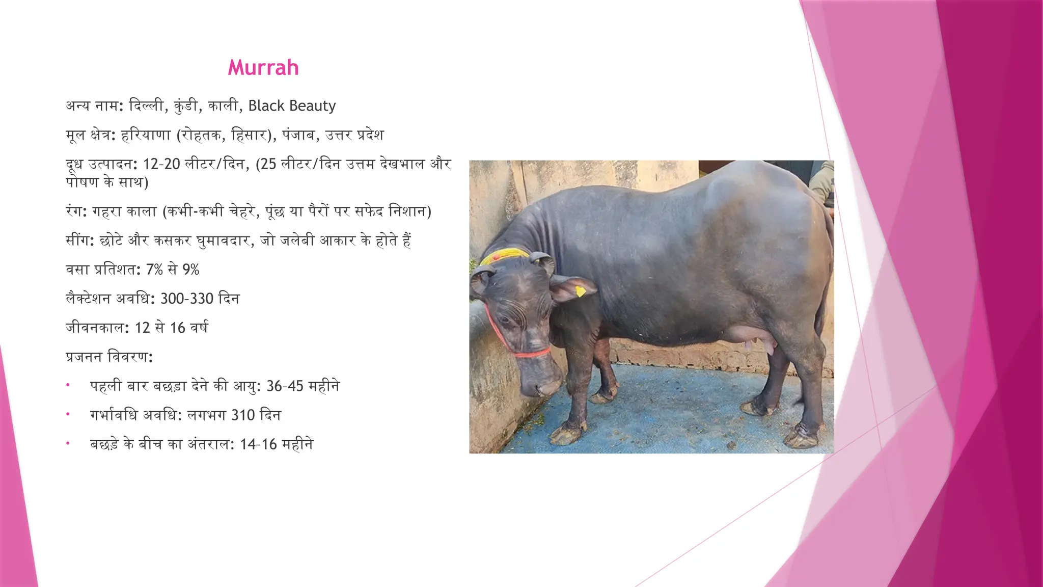 The Pride of Indian Buffaloes: Breeds, Traits & Dairy Excellence | PPSX
