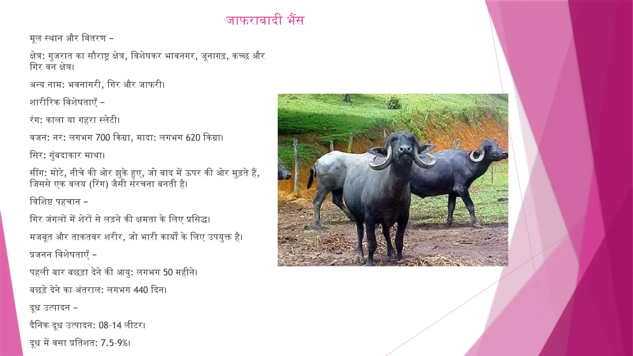 The Pride of Indian Buffaloes: Breeds, Traits & Dairy Excellence | PPSX