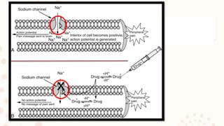 Buffered anesthetics | PPTX | First Aid | Injuries