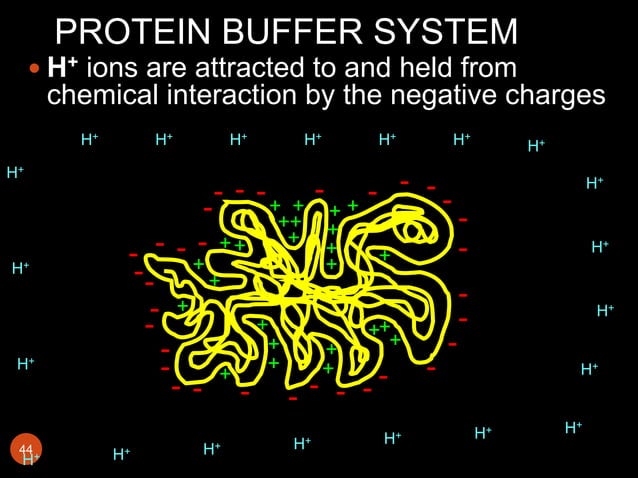 Buffers in the body | PPTX | Lung and Respiratory Health | Diseases and ...