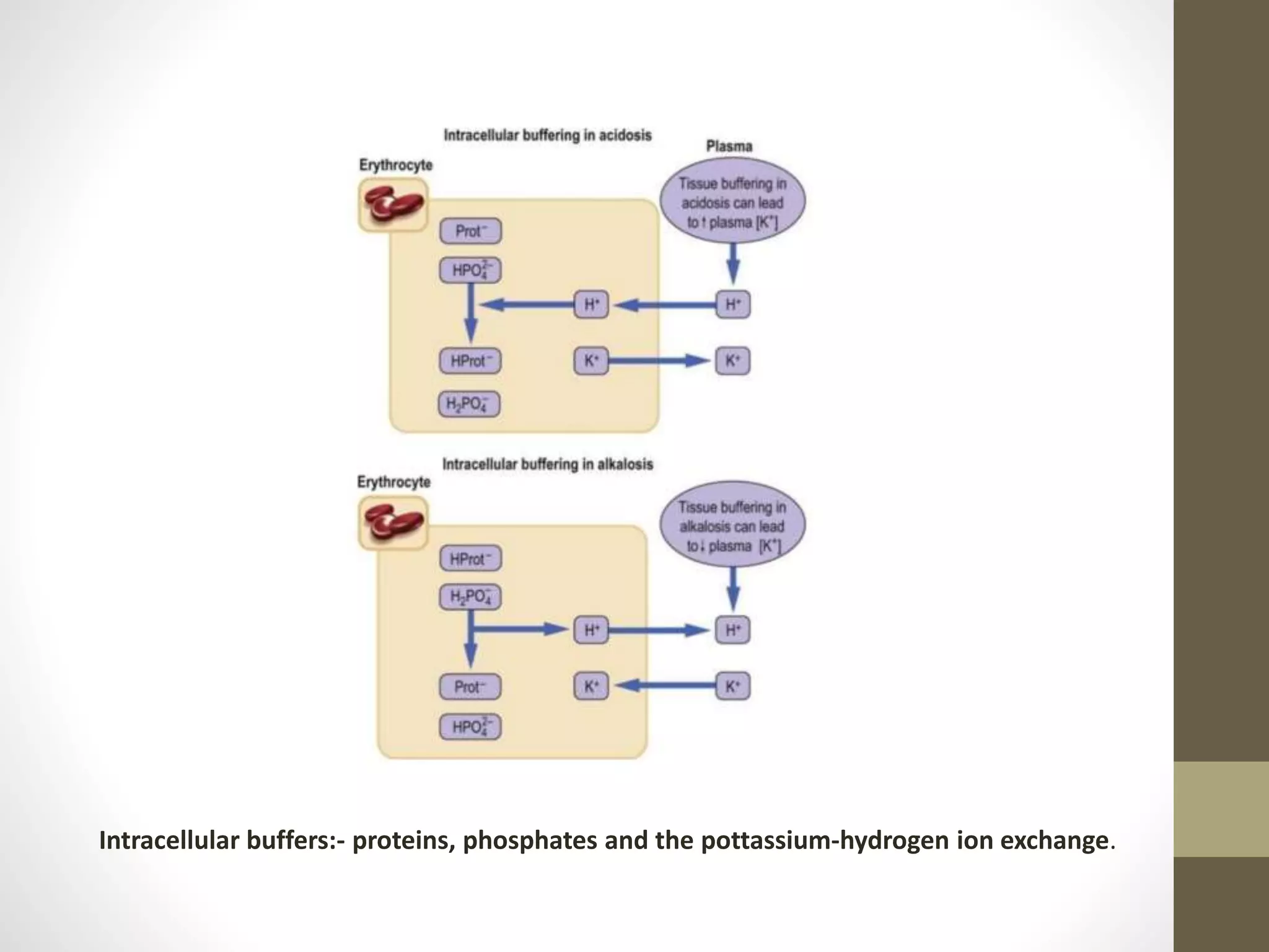 Buffers in biological systems | PPTX