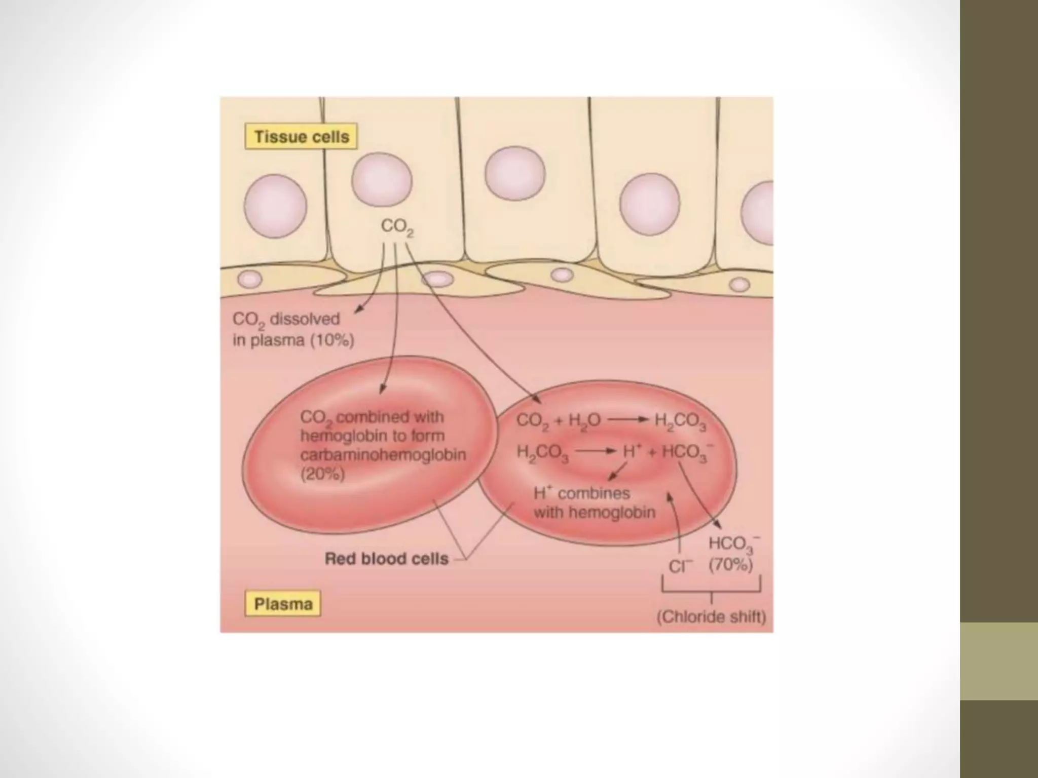 Buffers in biological systems | PPTX