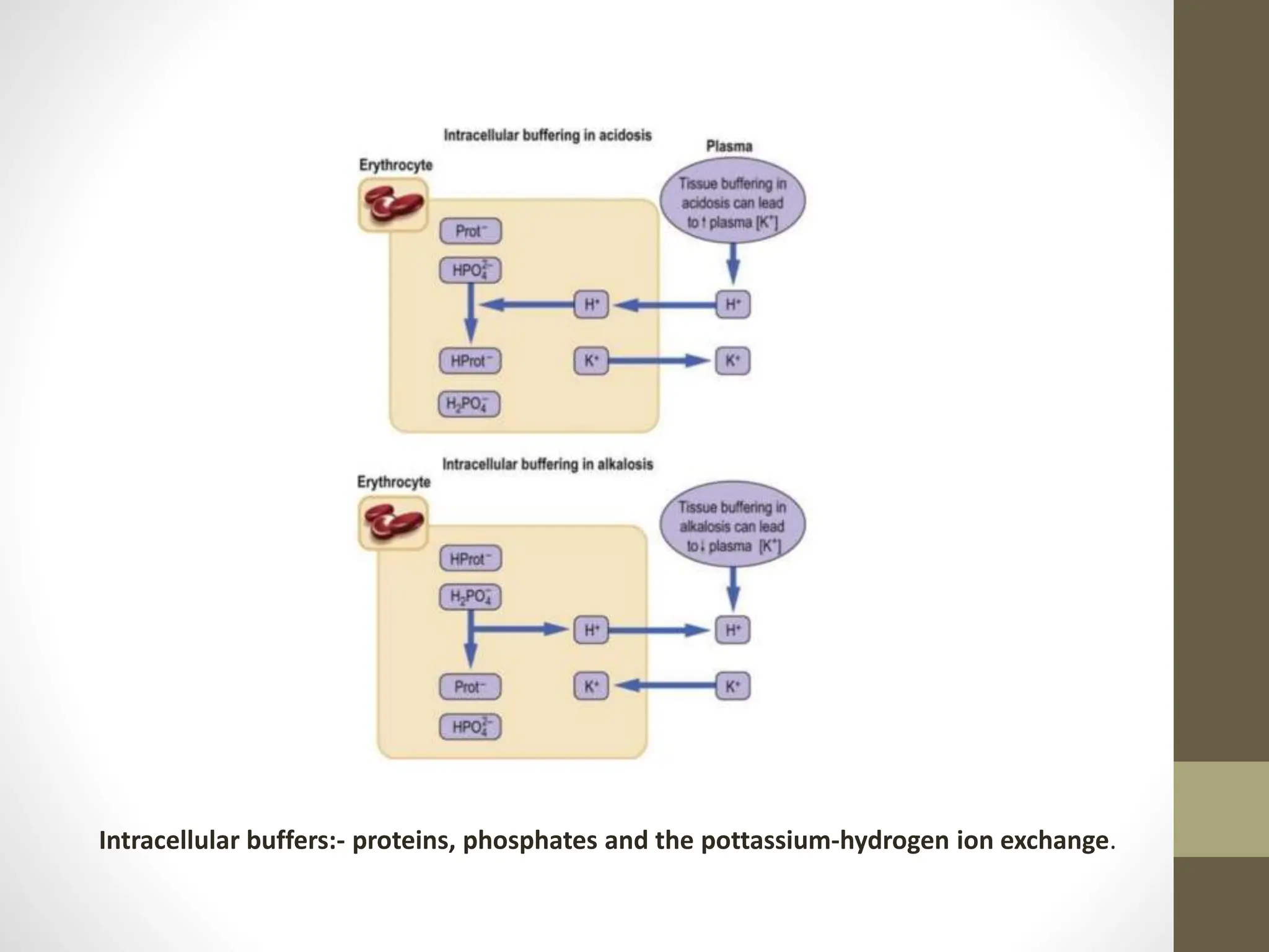 buffers_in_biological_systems_acid_base. | PDF