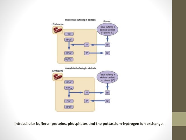 buffers_in_biological_systems_acid_base. | PDF | Chemistry | Science