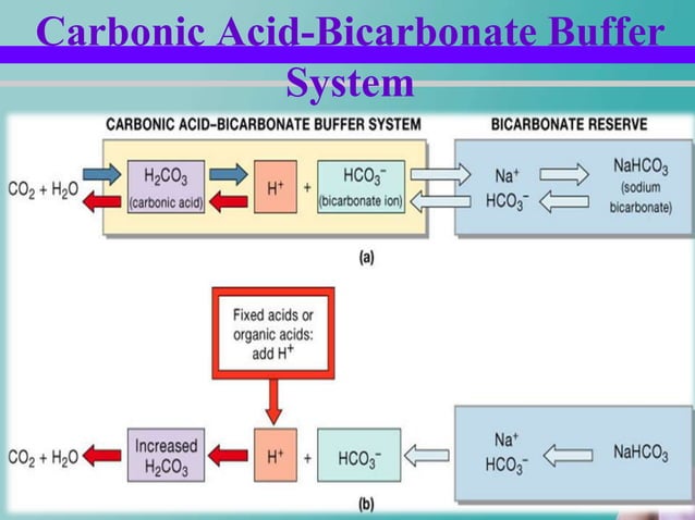 Buffer system | PPTX