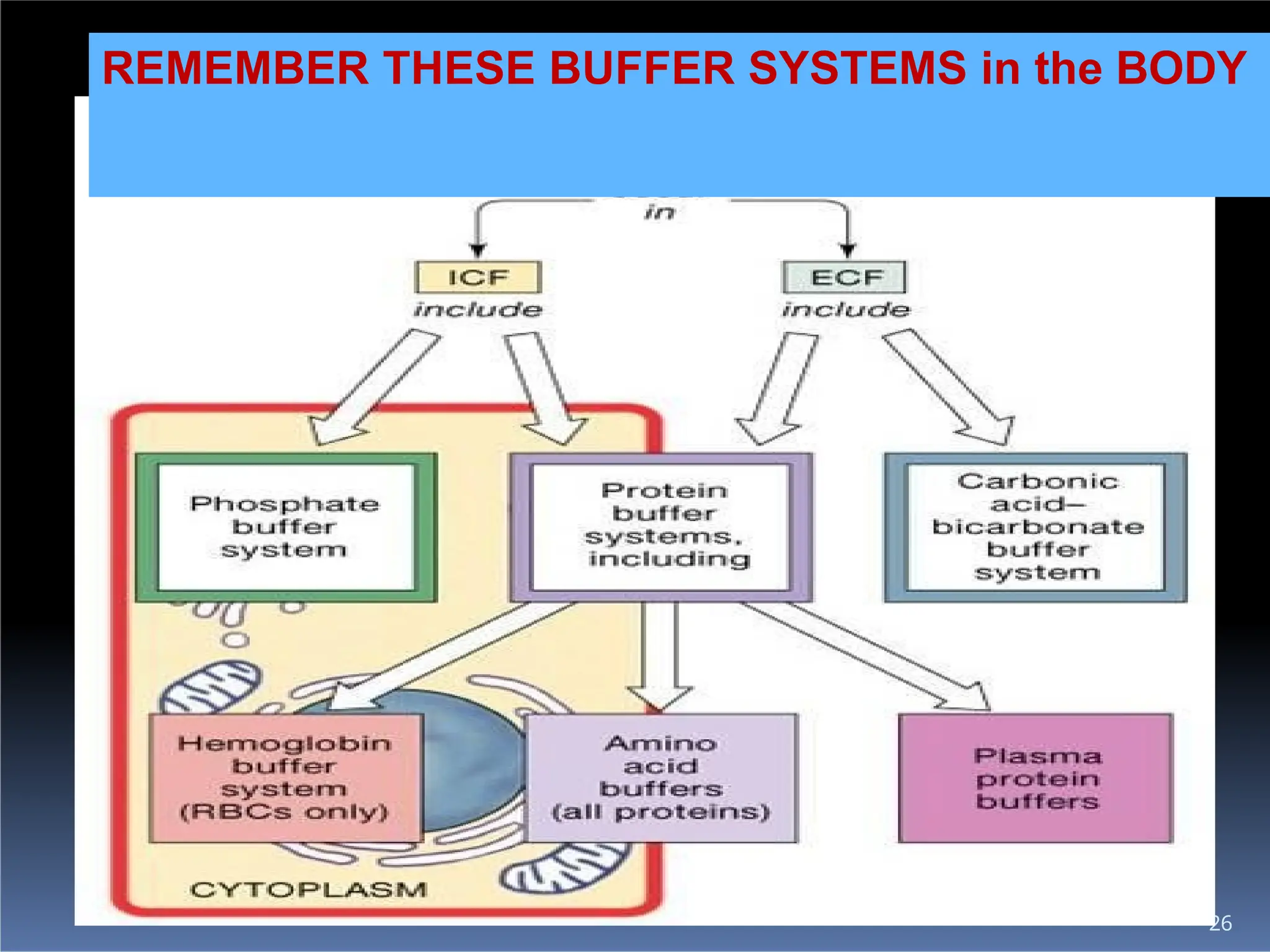 Buffer Systems definition, mechanism of action and importance in ...