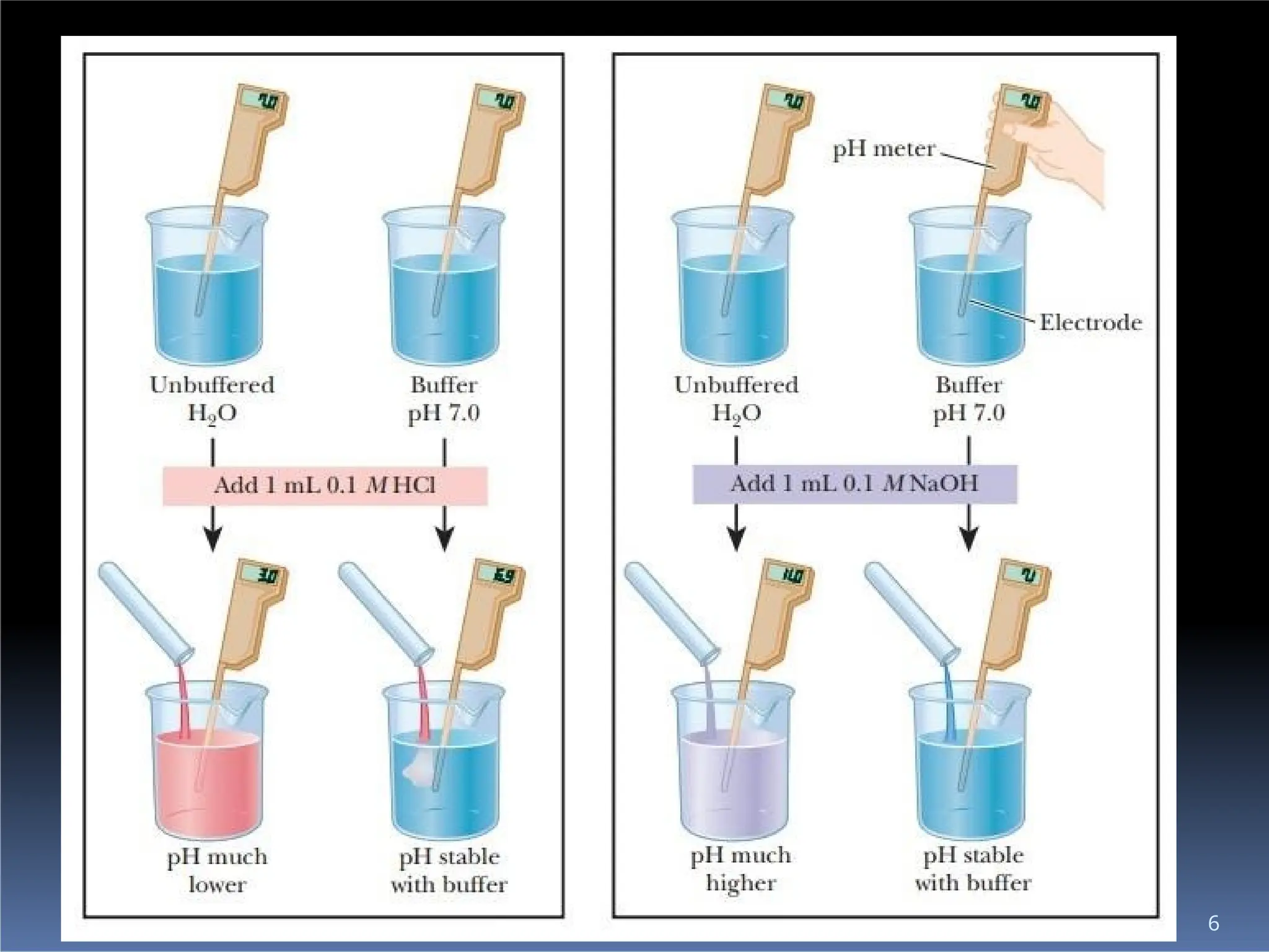 Buffer Systems definition, mechanism of action and importance in ...