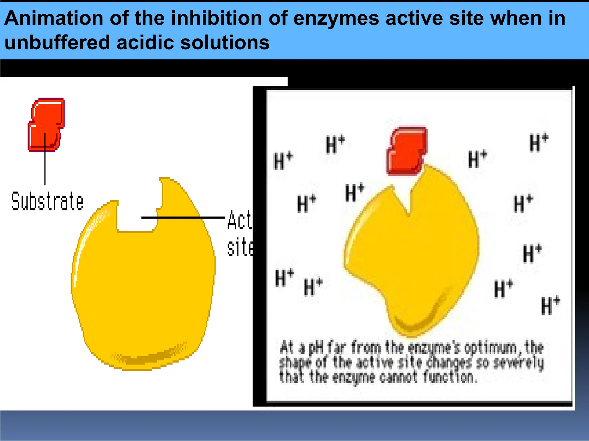 Buffer Systems definition, mechanism of action and importance in ...