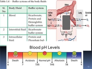 Buffer Systems definition, mechanism of action and importance in ...
