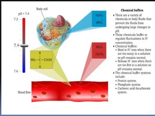 Buffer Systems definition, mechanism of action and importance in ...