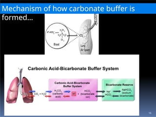 Buffer Systems definition, mechanism of action and importance in ...