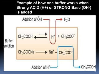 Buffer Systems definition, mechanism of action and importance in ...