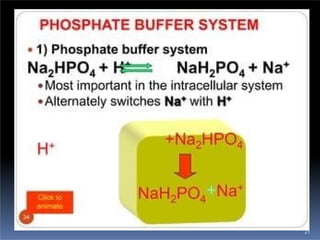 Buffer Systems definition, mechanism of action and importance in ...