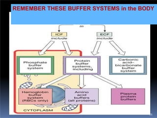 Buffer Systems definition, mechanism of action and importance in ...