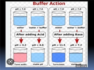 Buffer Systems definition, mechanism of action and importance in ...