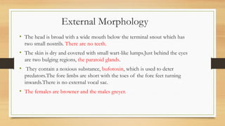 Bufo rana - Scientific Classification, Habitat, External,Internal ...