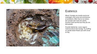 Build-A-Bug B&B presentation for GreenBridge at BBG | PPTX